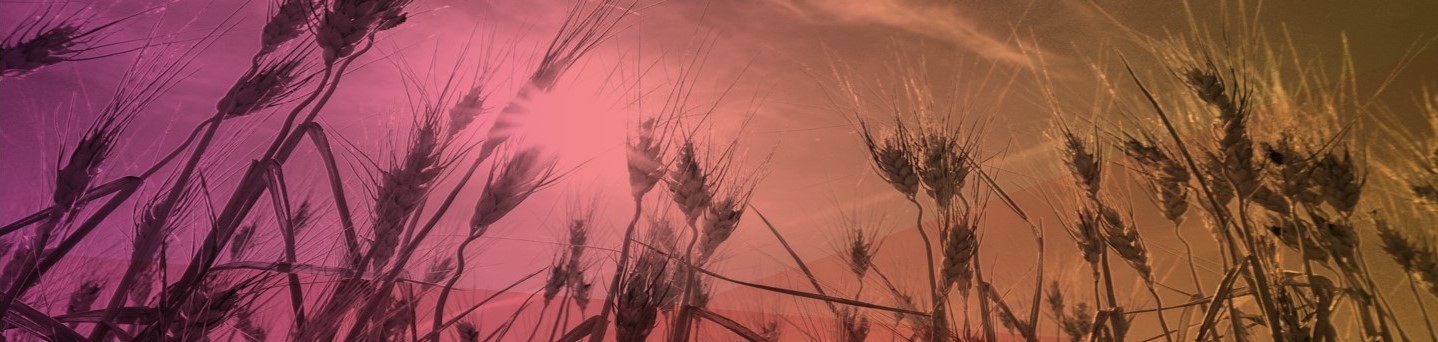 TV | maxTV Local | SaskTel